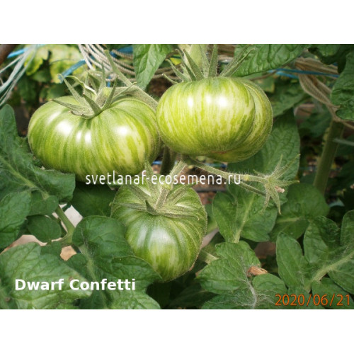 Dwarf Confetti (Конфетти)