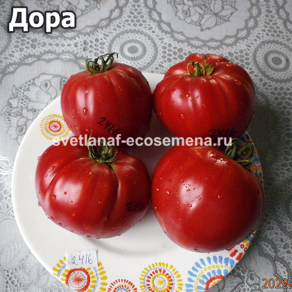 Dora (Дора)